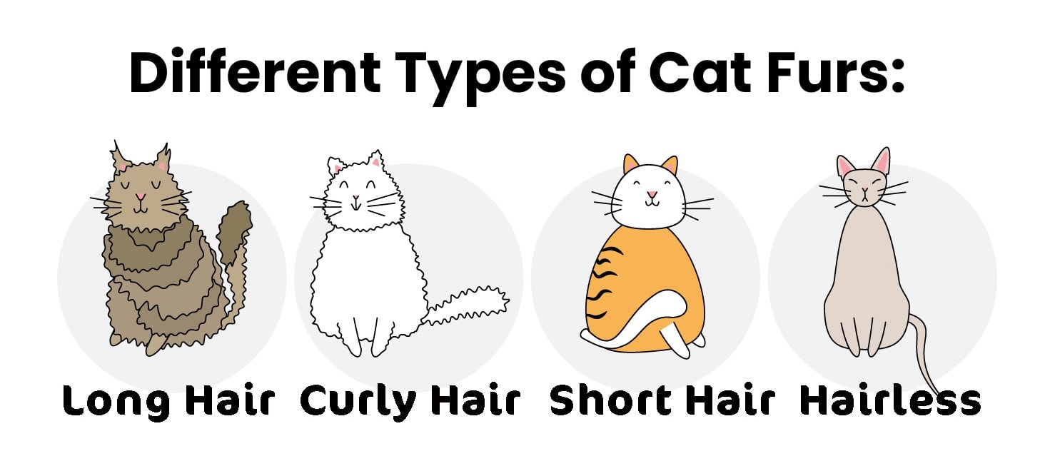 The Human s Guide To Cat Hair Types Lengths More Hepper The Human s Guide To Cat Hair Types Lengths More Hepper