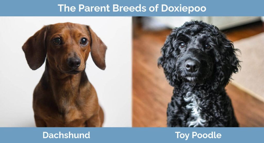 How Much Do Doxiepoos Cost