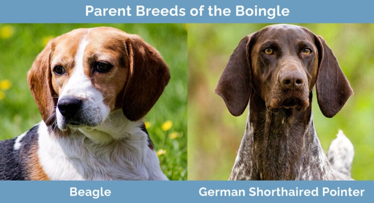 Boingle (Beagle & German Shorthaired Pointer Mix): Info, Pictures ...