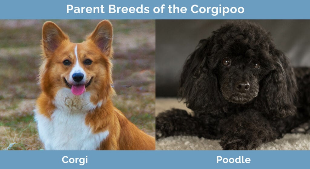 Are Corgi Poodle Mix Hypoallergenic