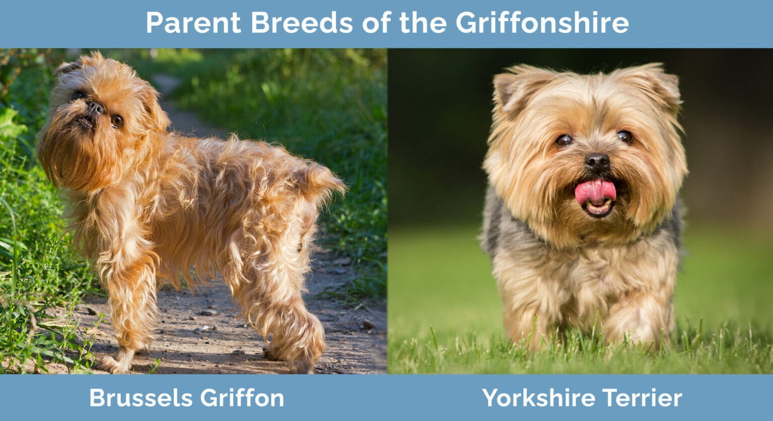 Griffonshire (Brussels Griffon & Yorkie Mix): Info, Pictures, Facts ...