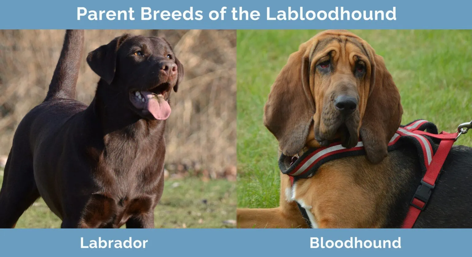 The Labloodhound Mix (Dog Breed Facts, Traits & Tips)