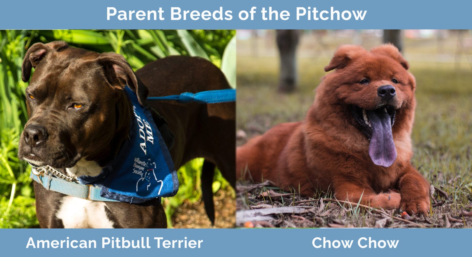 Pitchow (American Pitbull Terrier & Chow Chow Mix) Info: Pictures ...