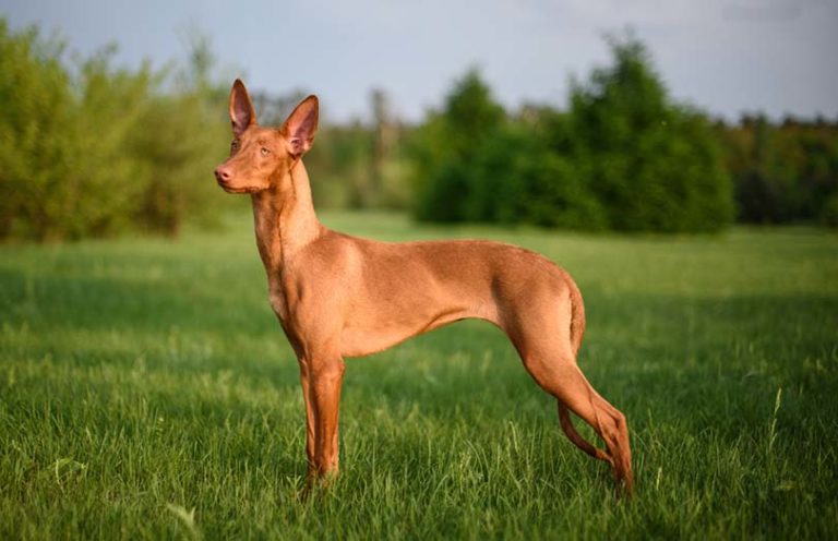 10 Skinny Dog Breeds: Info, History & Pictures | Hepper