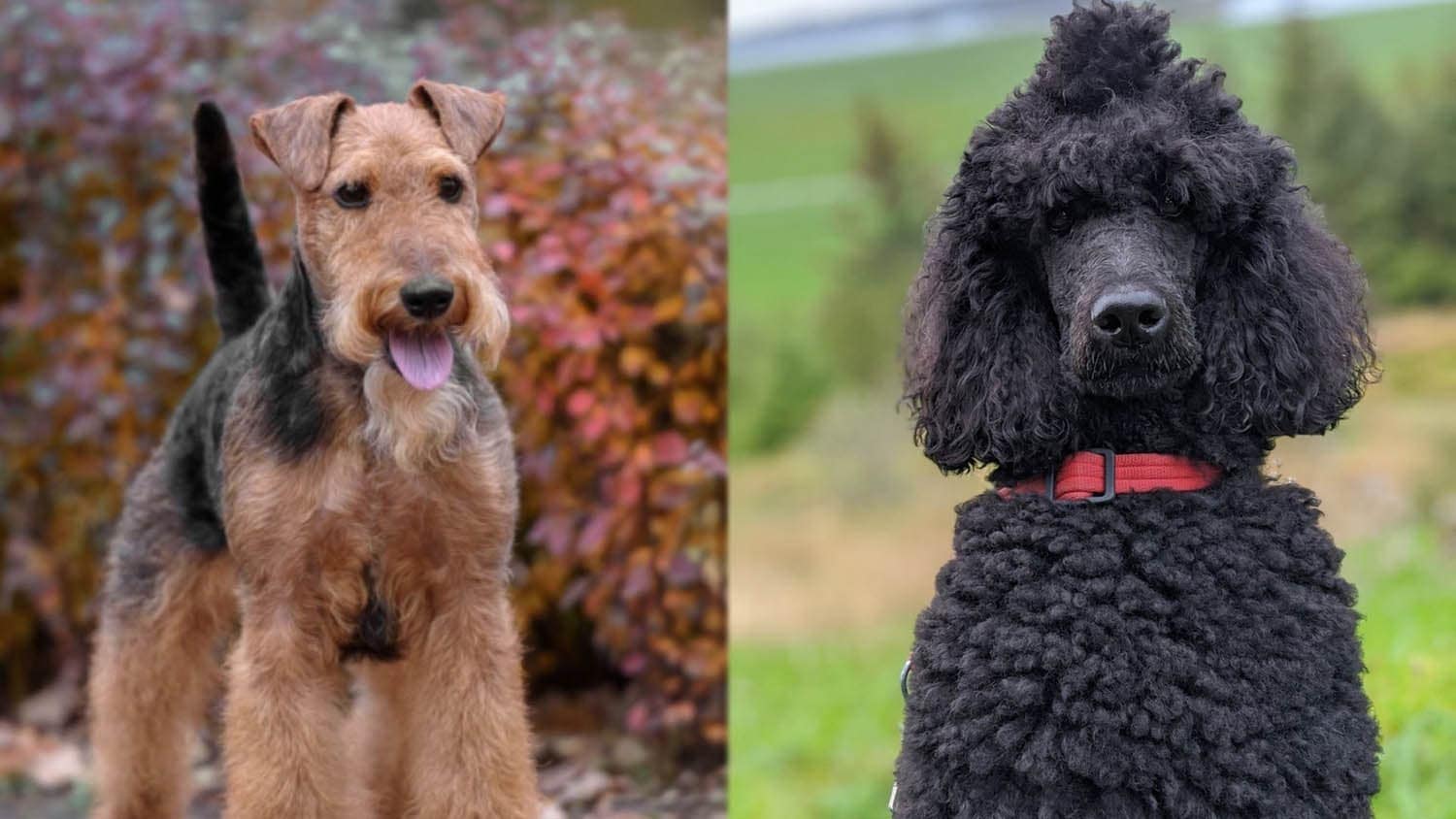 Woodle (Poodle & Whelsh Terrier Mix): Pictures, Info, Traits | Hepper