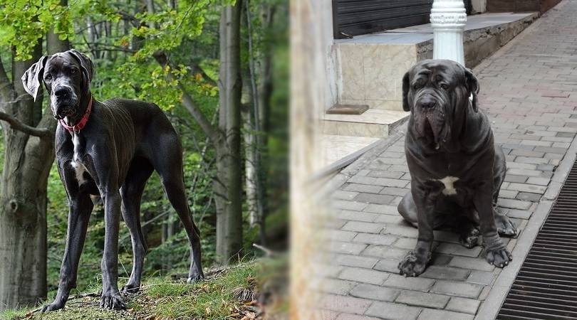 How To Train Neo Mastiff