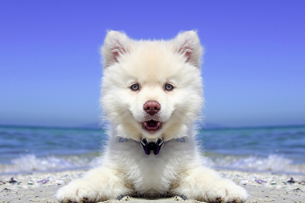 Standard American Eskimo