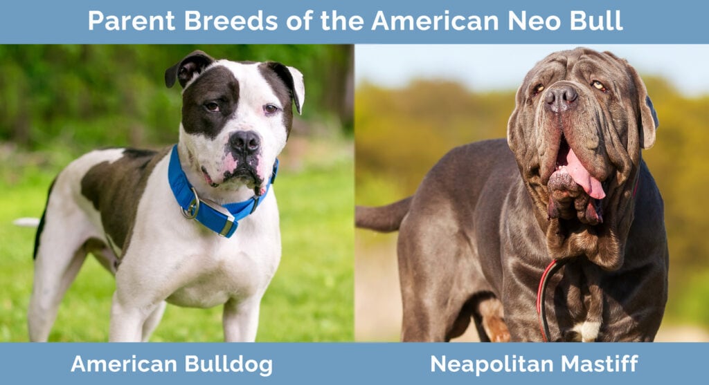 Neapolitan Mastiff Pitbull Mix