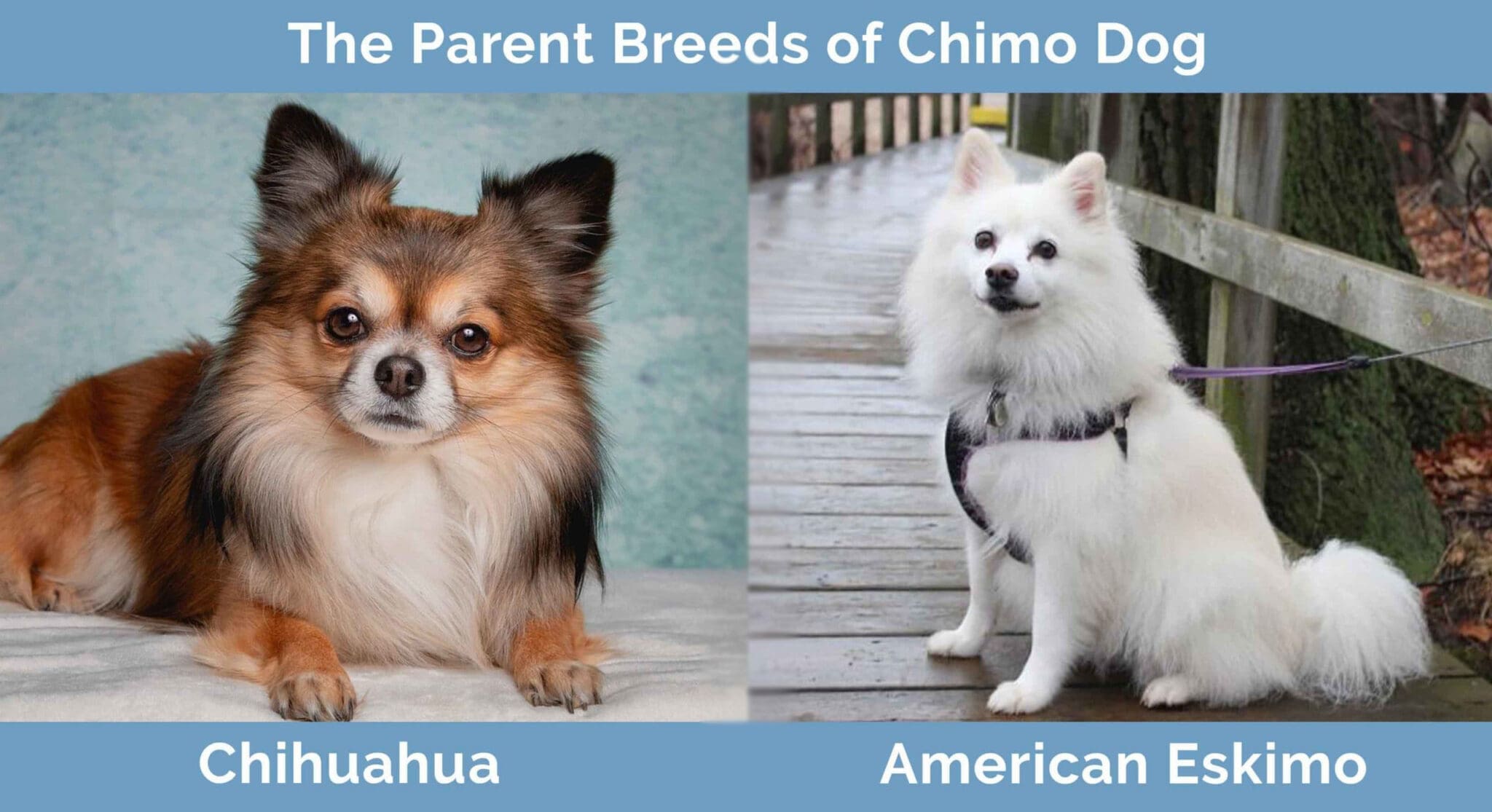 Chimo Dog (Chihuahua & American Eskimo Mix) Info, Pictures, Facts | Hepper