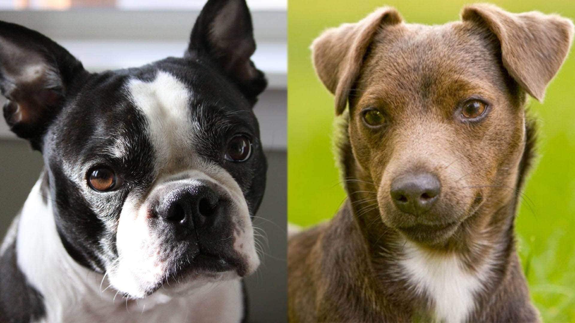 Why Does My Patterdale Terrier Itch