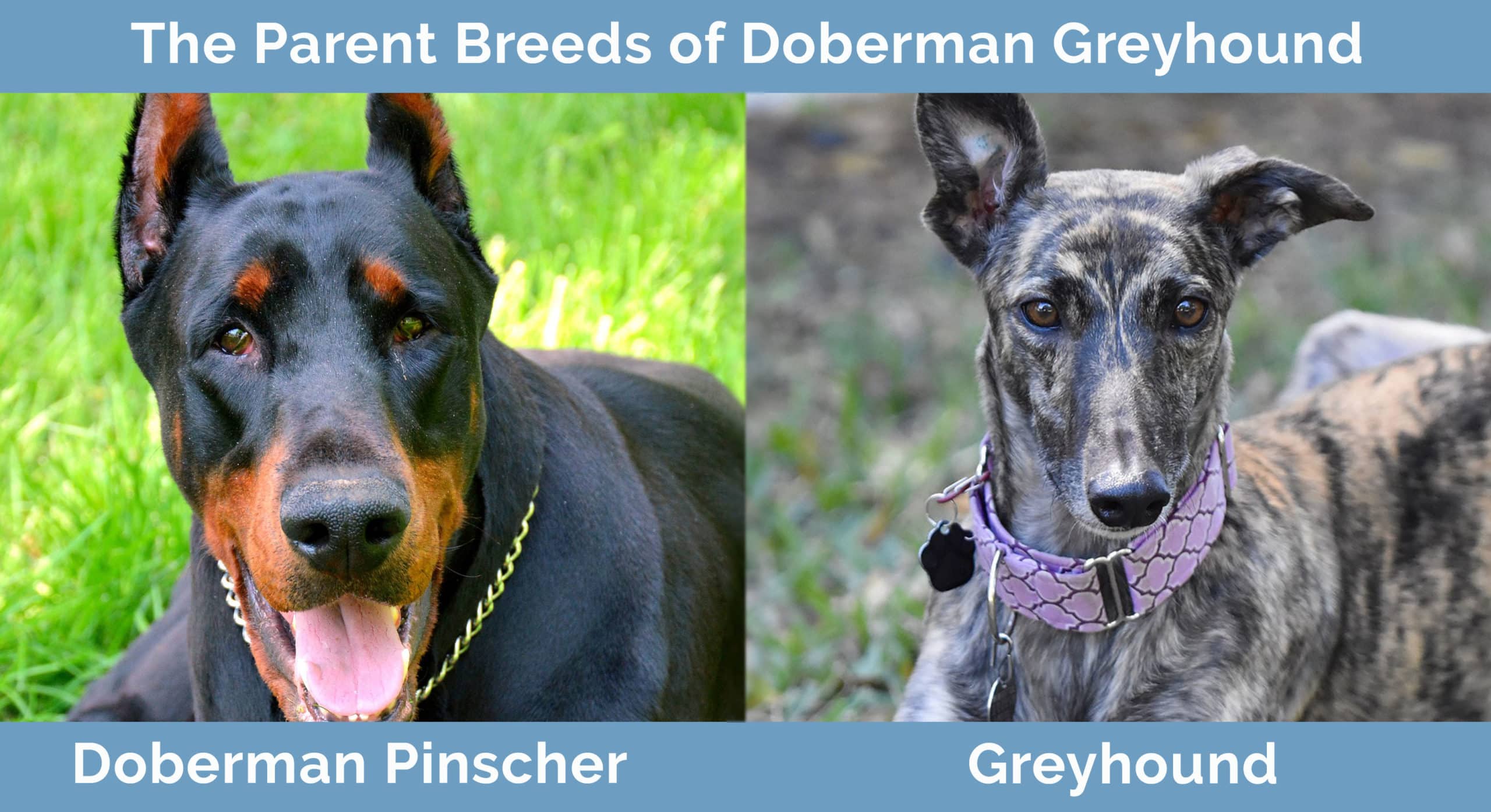 Doberman Greyhound Mix