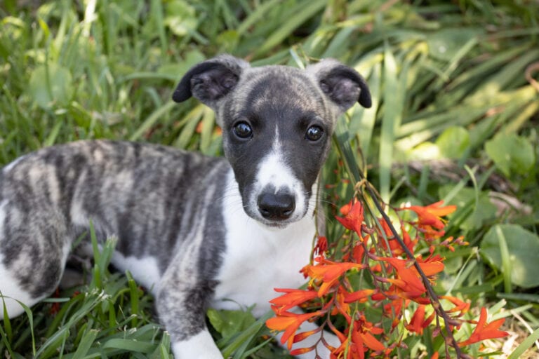 12 Whippet Colors & Markings (With Pictures) | Hepper