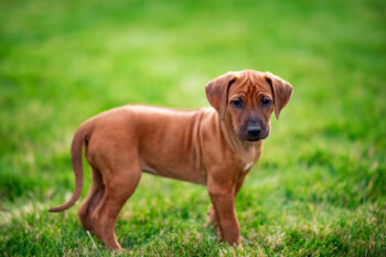Rottweiler vs. Rhodesian Ridgeback: Key Differences (With Pictures ...