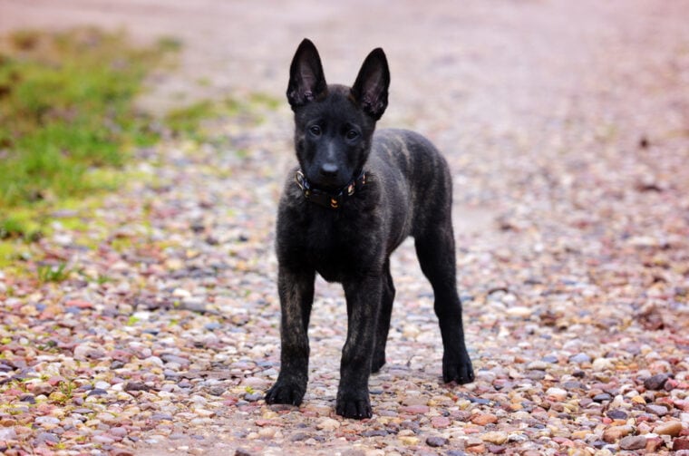 Dutch Shepherd Dog Breed: Info, Pictures, Traits & More | Hepper