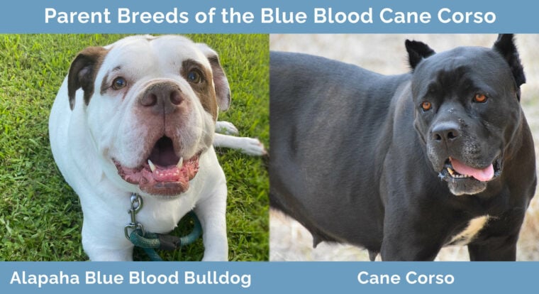Blue Blood Cane Corso (Alapaha Blue Blood Bulldog & Cane Corso Mix ...