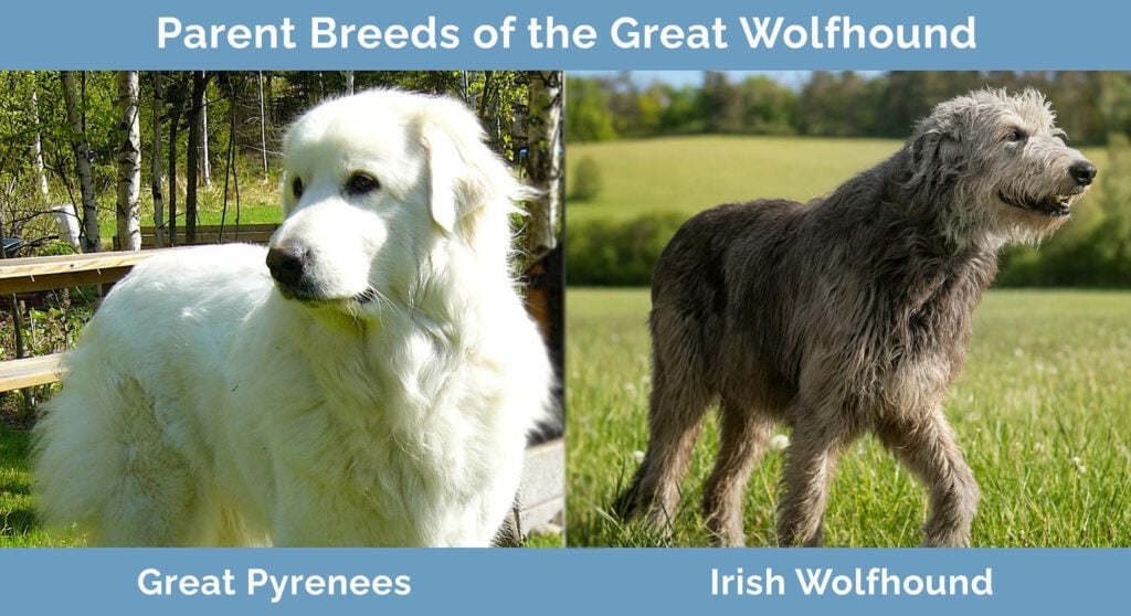 Great Wolfhound (Great Pyrenees & Irish Wolfhound Mix): Info, Pictures, Characteristics & Facts ...