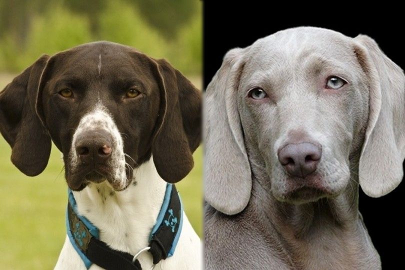 Is A Weimaraner A Pointer