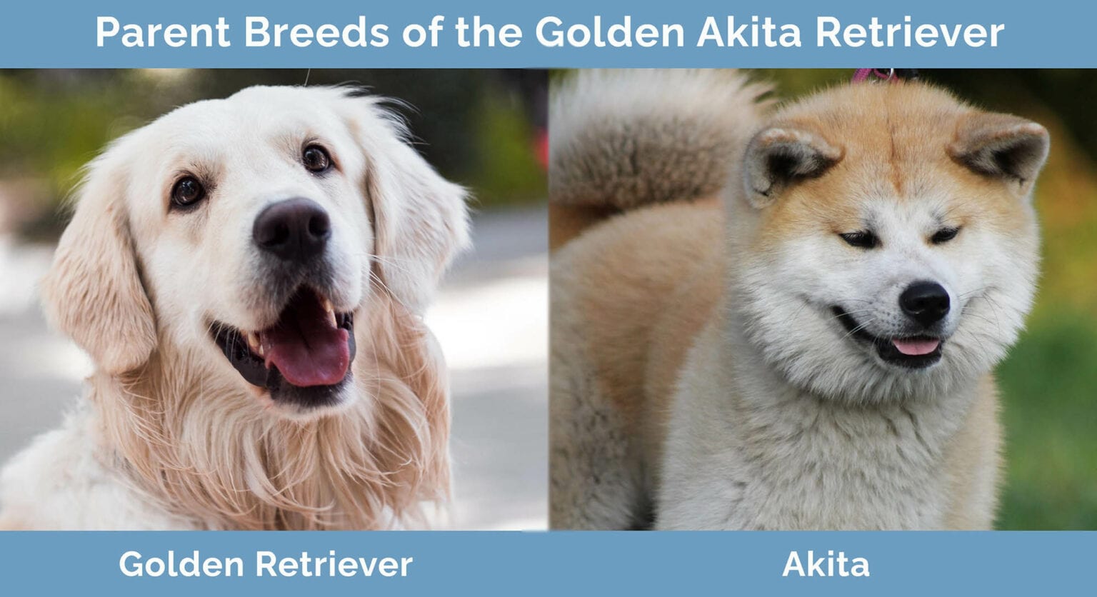 Golden Akita Retriever (Golden Retriever & Akita Mix): Pictures, Traits ...