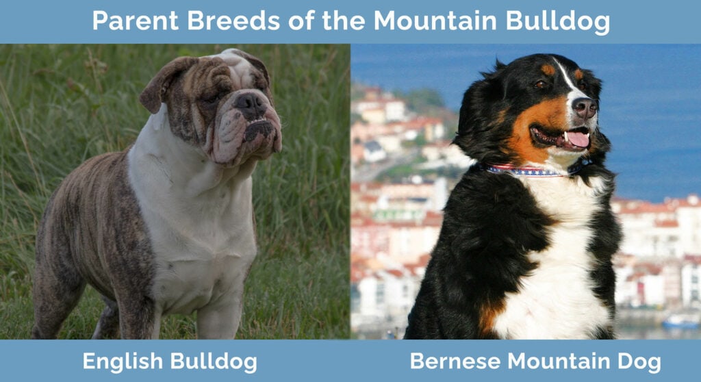 Can A American Bulldog And A Bernese Mountain Dog Be Friends