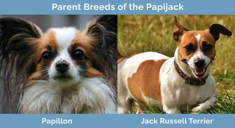 Papijack (Papillon & Jack Russell Terrier Mix): Info, Pictures ...
