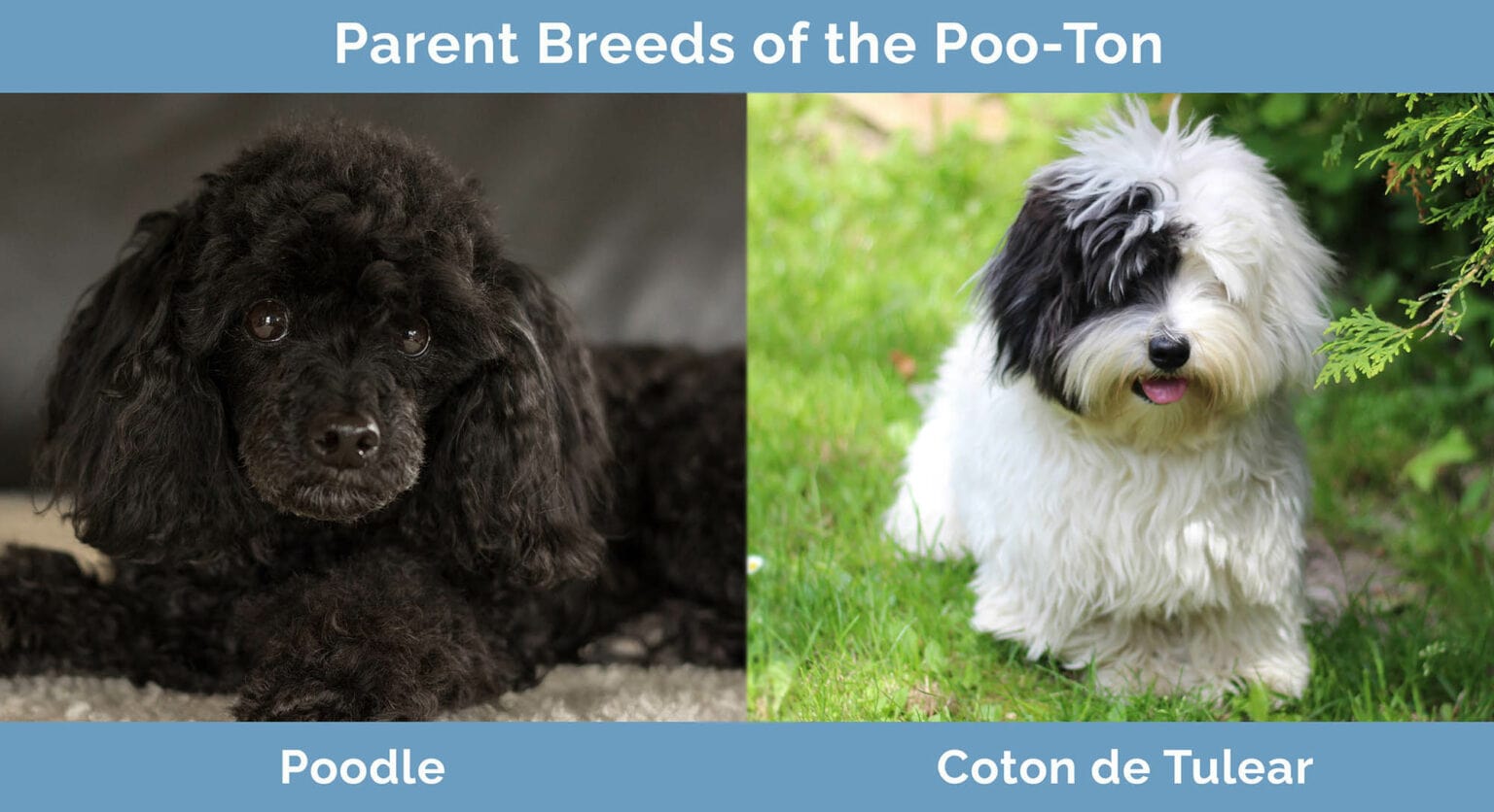 Poo-Ton (Poodle & Coton de Tulear Mix): Info, Pictures, Characteristics ...