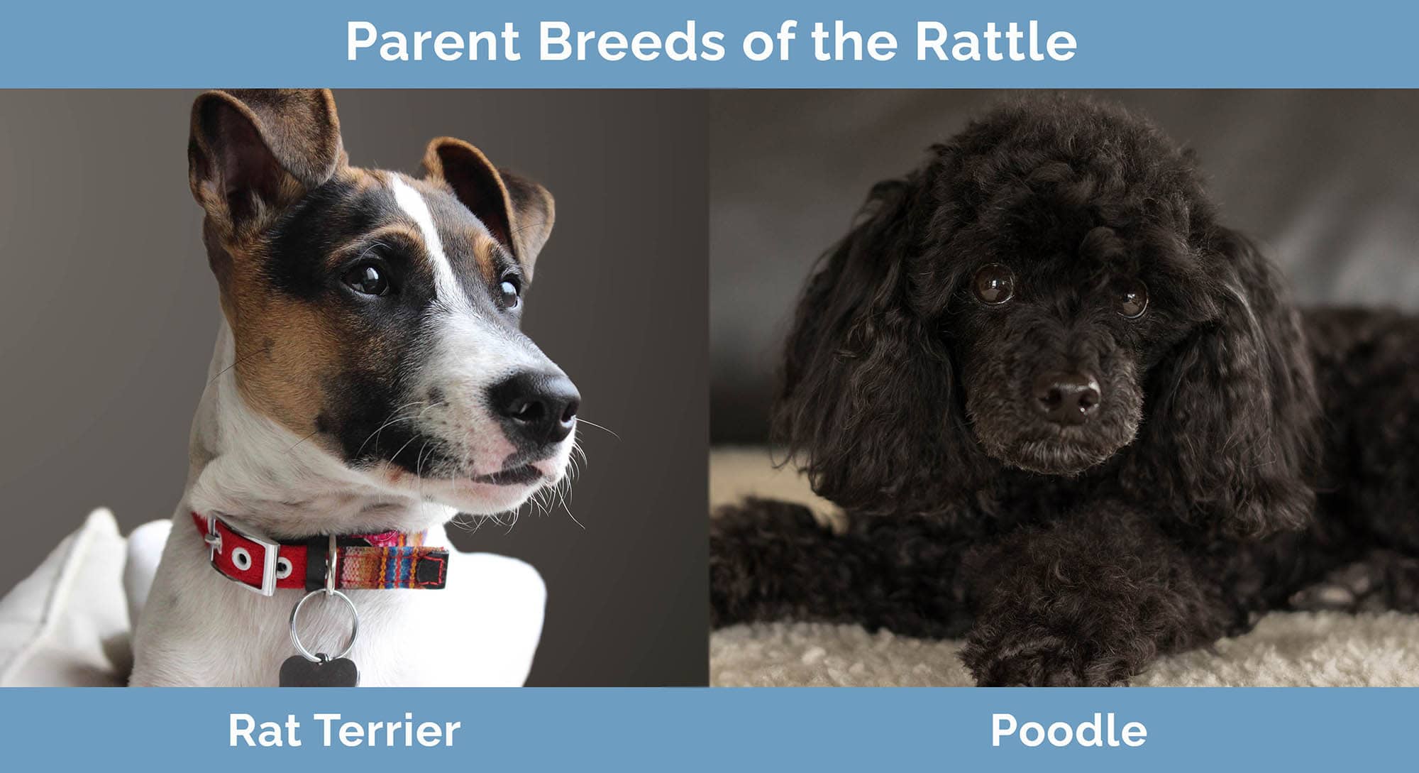 Rattle (Poodle & Rat Terrier Mix): Info, Pictures, Characteristics ...
