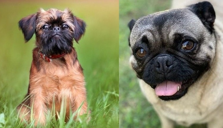 Brussels Griffon Is A Mixed Breed