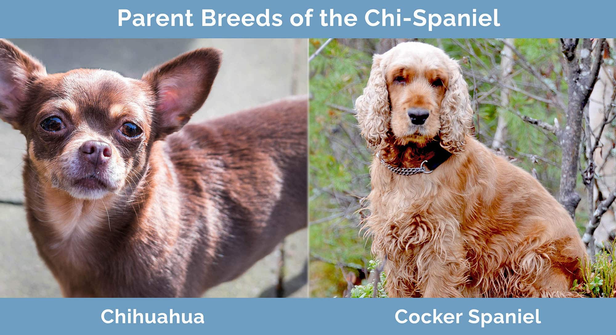 Chi-Spaniel (Chihuahua & Cocker Spaniel Mix): Info, Pictures ...
