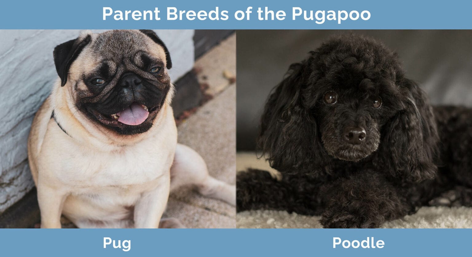 Pugapoo (Pug & Poodle Mix): Info, Pictures, Characteristics & Facts ...