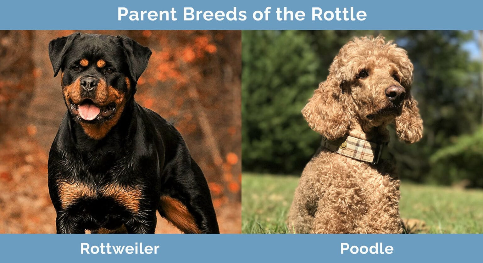 Rottle (Poodle & Rottweiler Mix): Info, Pictures, Characteristics ...