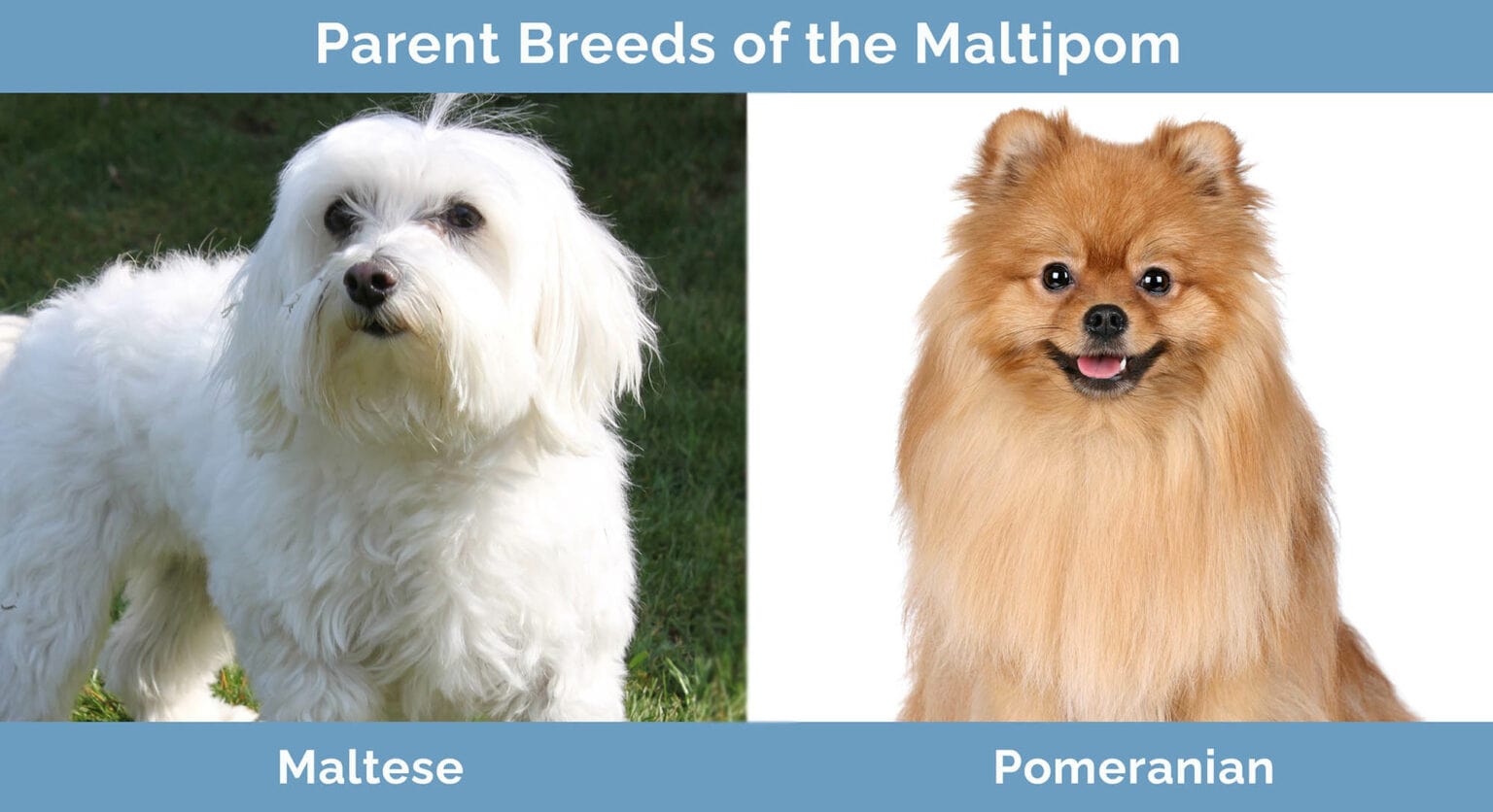 Maltipom (Maltese & Pomeranian Mix): Info, Pictures, and Facts | Hepper