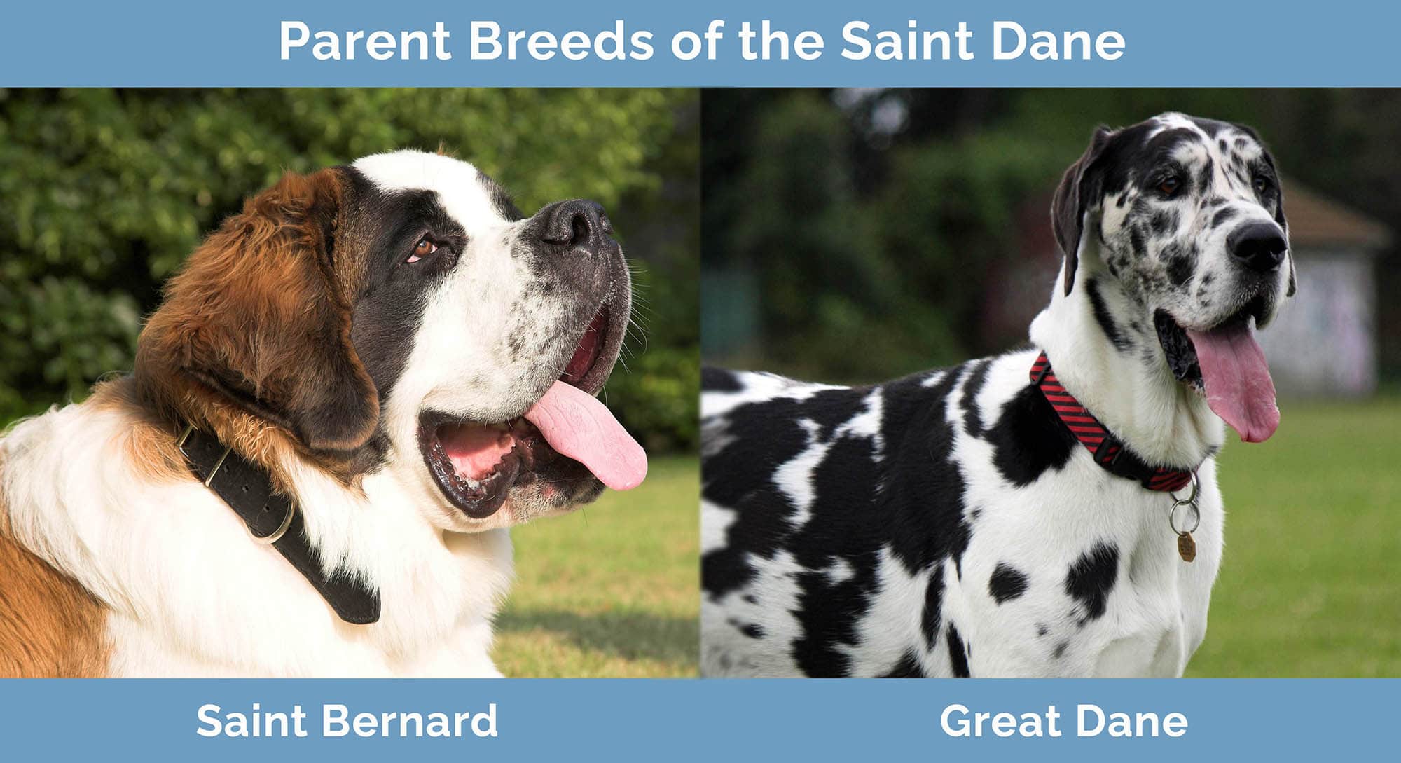 Saint Dane (Saint Bernard & Great Dane Mix): Info, Pictures ...