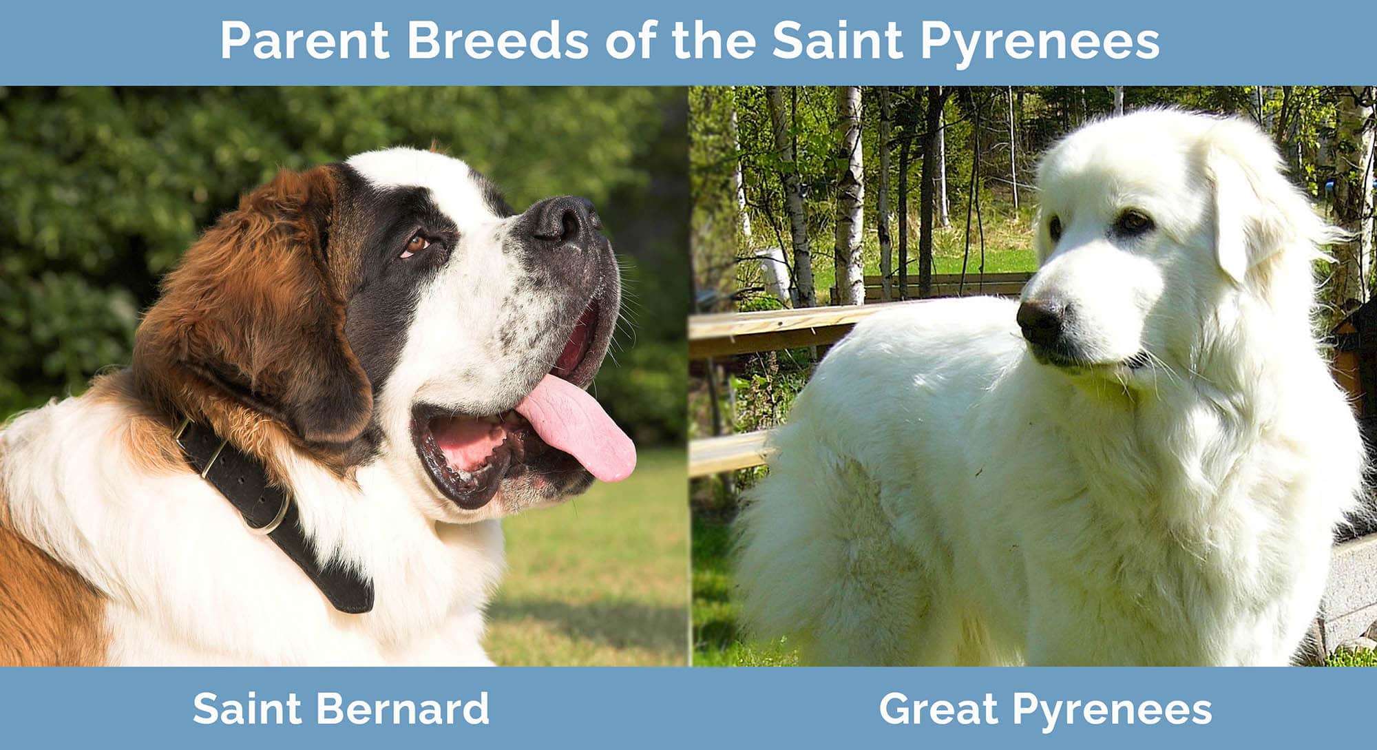 Saint Pyrenees (Great Pyrenees & Saint Bernard Mix): Info, Pictures ...