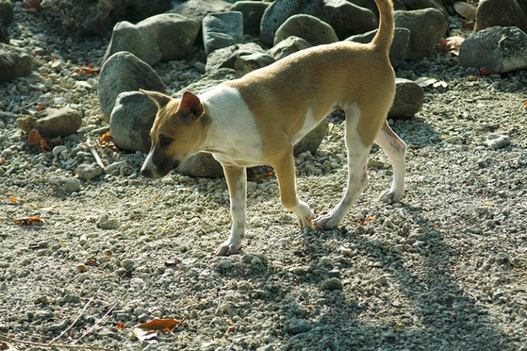 Telomian Dog Breed: Info, Pictures, Care Guide & Facts | Hepper