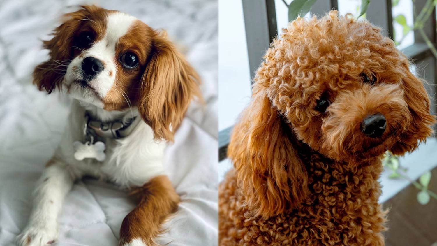 What Is A Cavapoo Mixed With