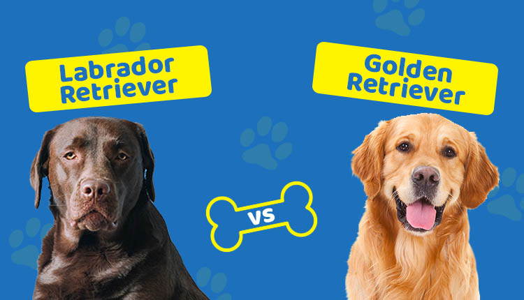 Are Labs And Golden Retrievers The Same Breed
