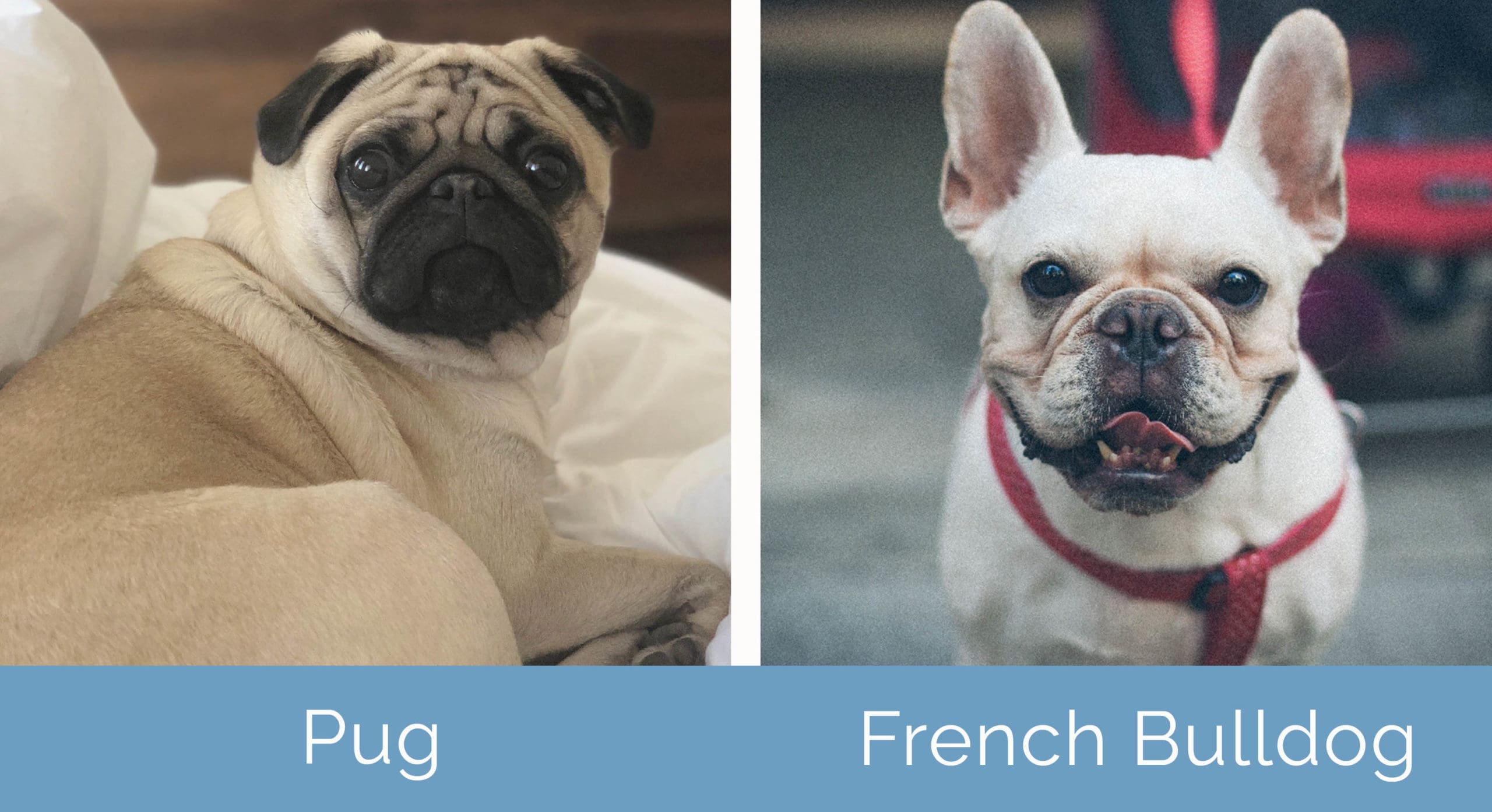 Pug vs French Bulldog: What's the Difference? | Hepper Pug vs French Bulldog: What's the Difference? | Hepper