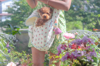 5 DIY Dog Carrier Slings You Can Make Today (With Pictures) | Hepper