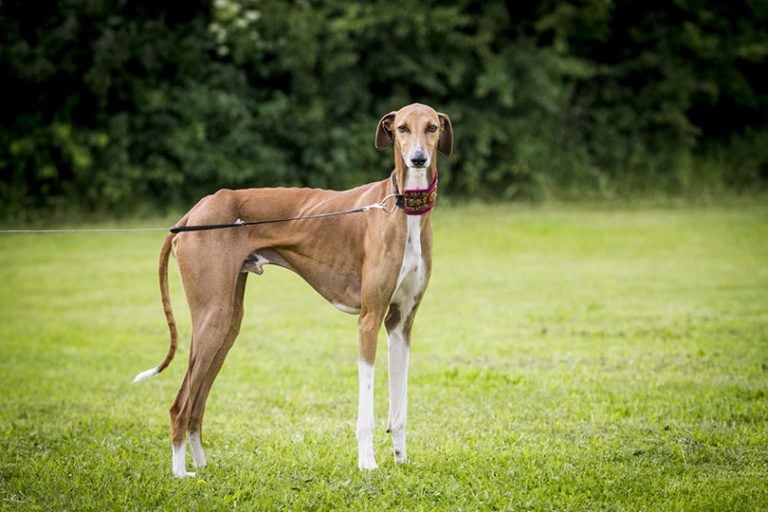 10 Skinny Dog Breeds: Info, History & Pictures | Hepper