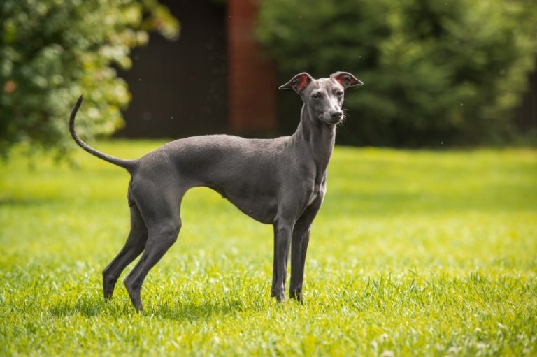 25 Gray Dog Breeds (With Pictures) | Hepper