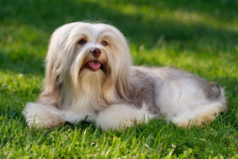 Top 15 Long-Haired Dog Breeds (With Info & Pictures) | Hepper