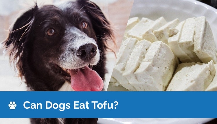 Can Dogs And Cats Eat Tofu