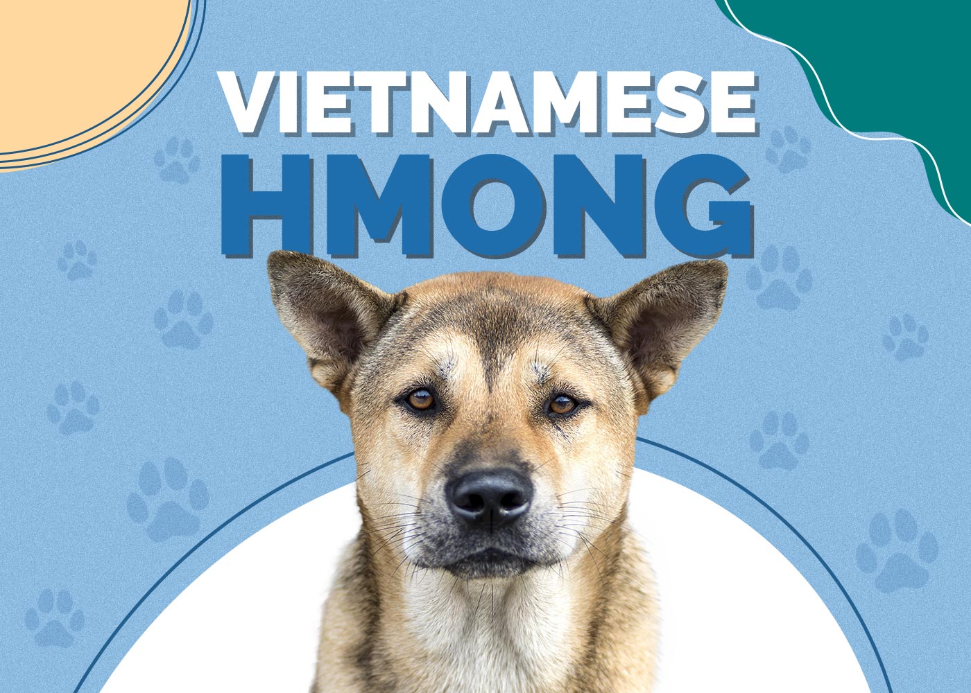 Vietnamese Hmong Dog: Breed Info, Pictures, Traits & Facts | Hepper