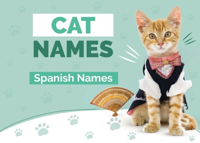 150 Spanish Cat Names: Our Top Picks for Your Cat (with Meanings) | Hepper
