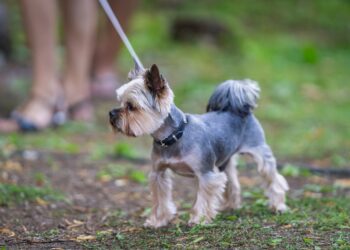 9 Yorkie Colors & Markings (With Pictures & Chart) | Hepper