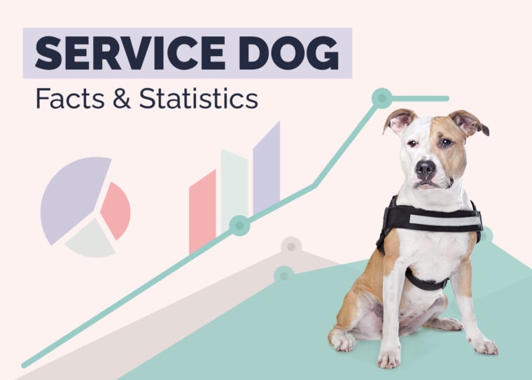 10 Interesting Service Dog Statistics (Updated in 2025) | Hepper