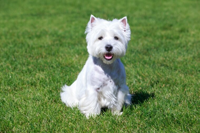 5 Adorable Westie Haircuts You Can Try At Home (With Pictures) | Hepper