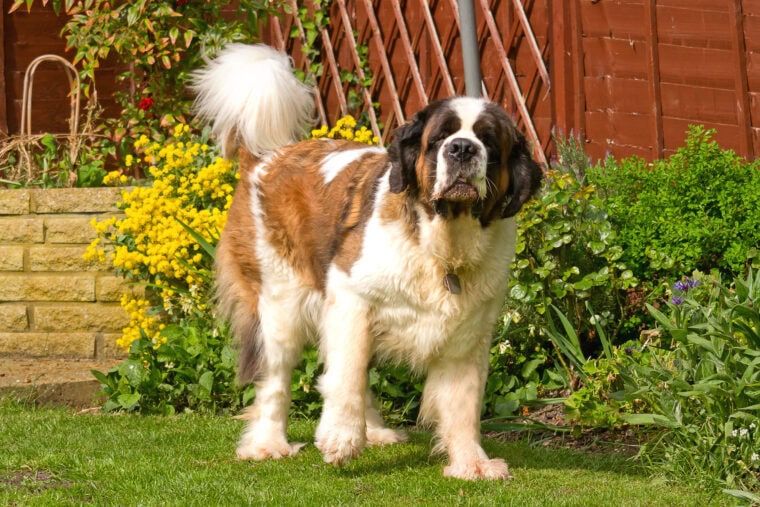 8 Swiss Dog Breeds (With Info & Pictures) | Hepper