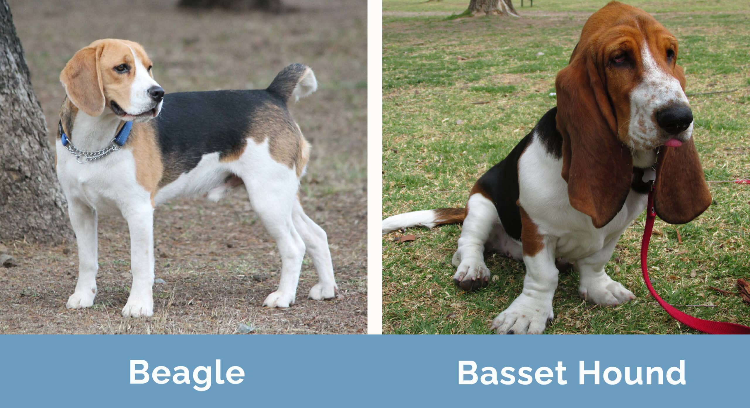 Diferencias Entre BEAGLE Y BASSET HOUND, 41% OFF Diferencias Entre BEAGLE Y BASSET HOUND, 41% OFF