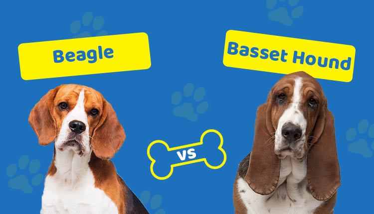 What Is A Basset Hound Made Of